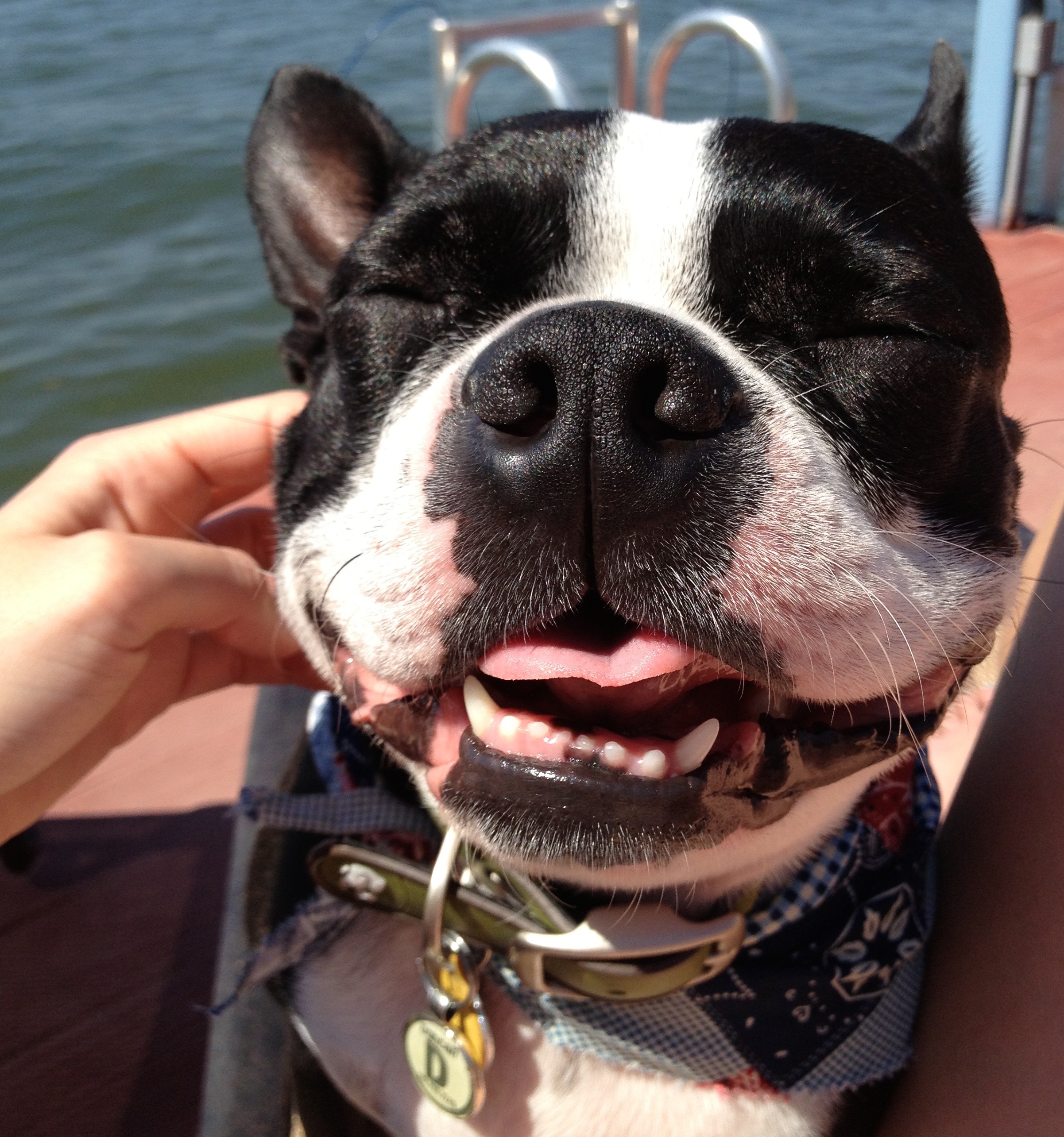 10 reasons we are thankful for our dogs - BarkHappy