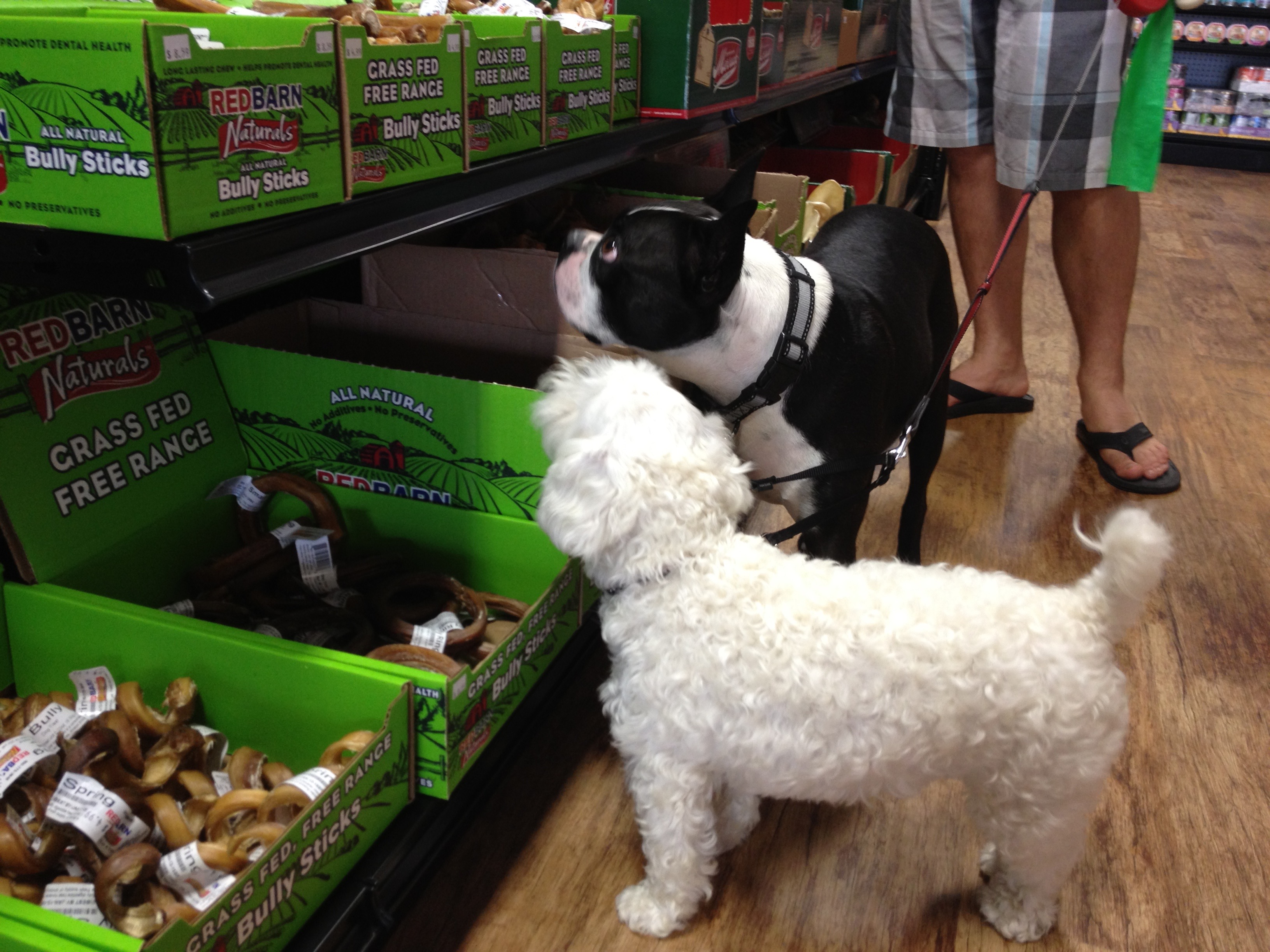Best Stores to Shop for Your Dog in Austin - BarkHappy