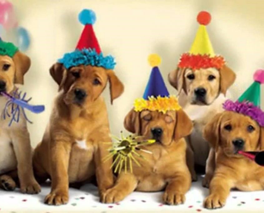 5 Ways to Celebrate Your Dog’s Birthday - BarkHappy